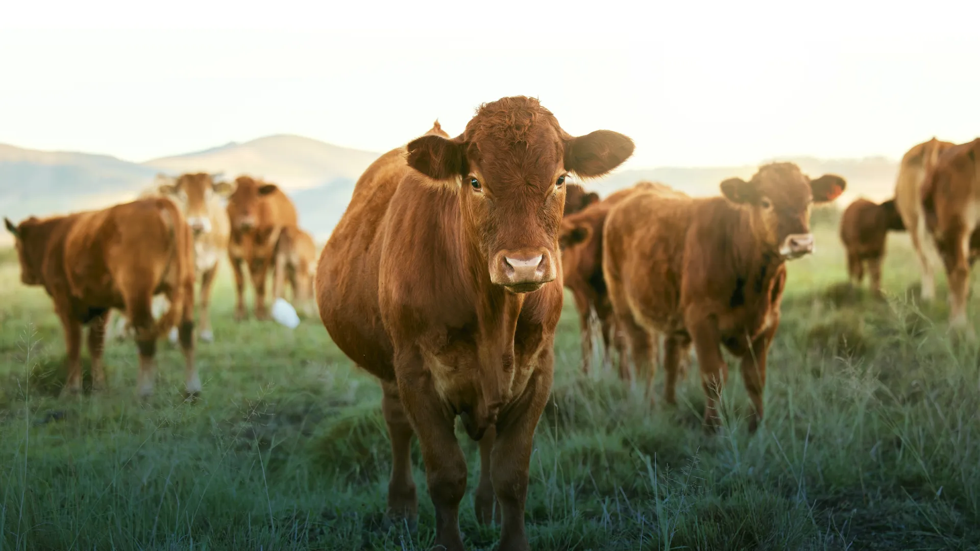 Laboratorios Salud Animal se une a la familia Aranda – Salud Animal